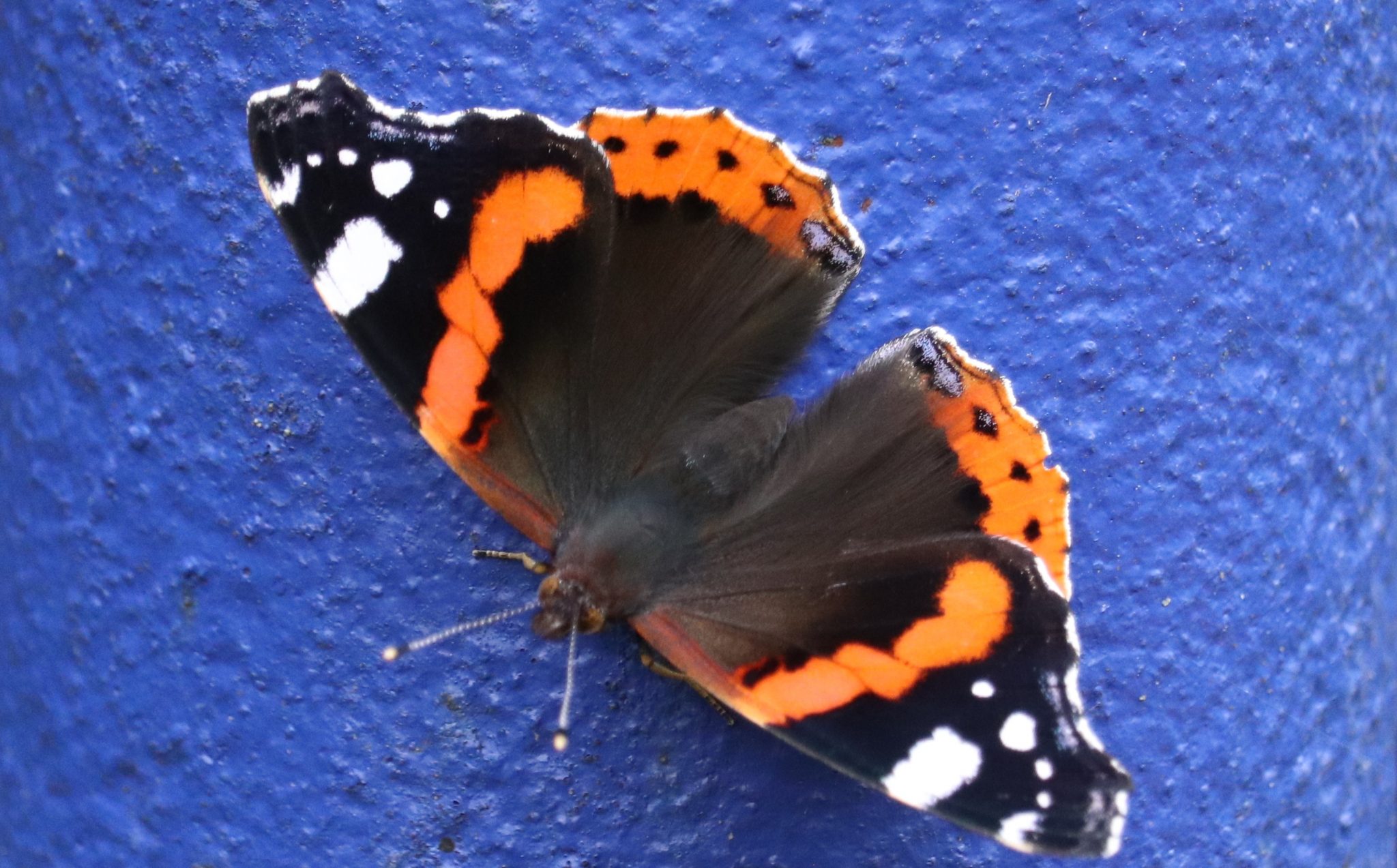 Falkenrehde – zu Hause im Havelland – Ortsteil der Stadt Ketzin